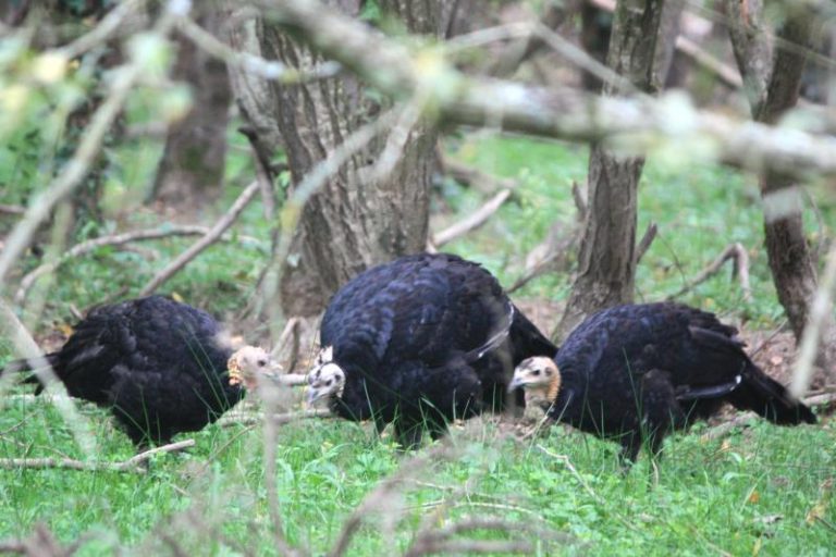 Black Turkey: Breed Profile - Backyard Poultry